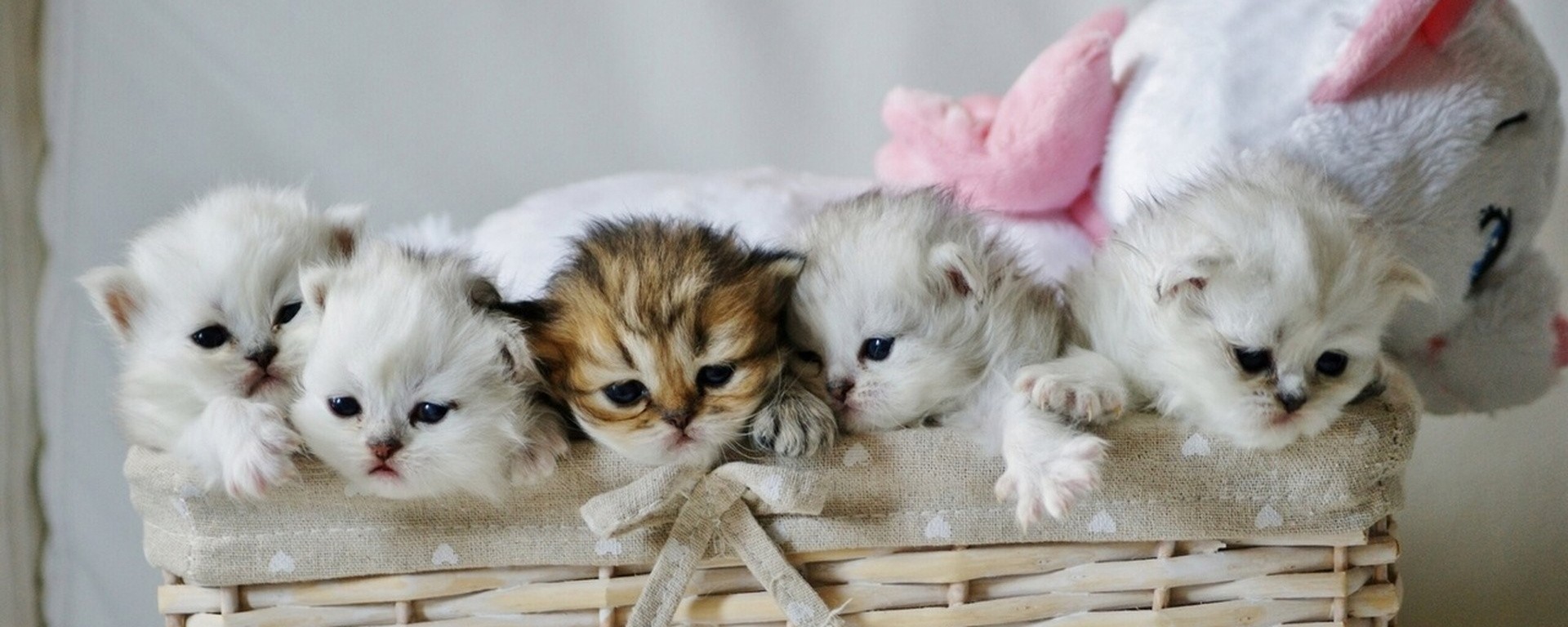 Ücretsiz Kedi Köpek Evcil Hayvan Sahiplendirme İlan Sitesi | Petlobi.com Ücretsiz Kedi Köpek Evcil Hayvan Sahiplendirme İlan Sitesi | Petlobi.com